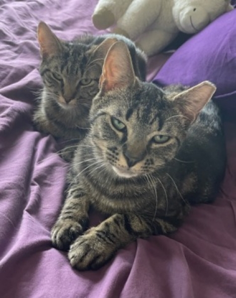 Cats & kittens - Welcome to Hounslow Animal Welfare Society