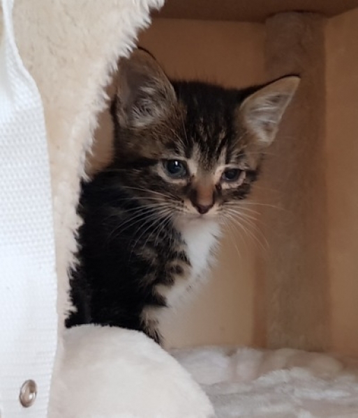 Cats & kittens - Welcome to Hounslow Animal Welfare Society