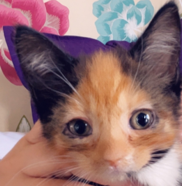 Cats & kittens - Welcome to Hounslow Animal Welfare Society