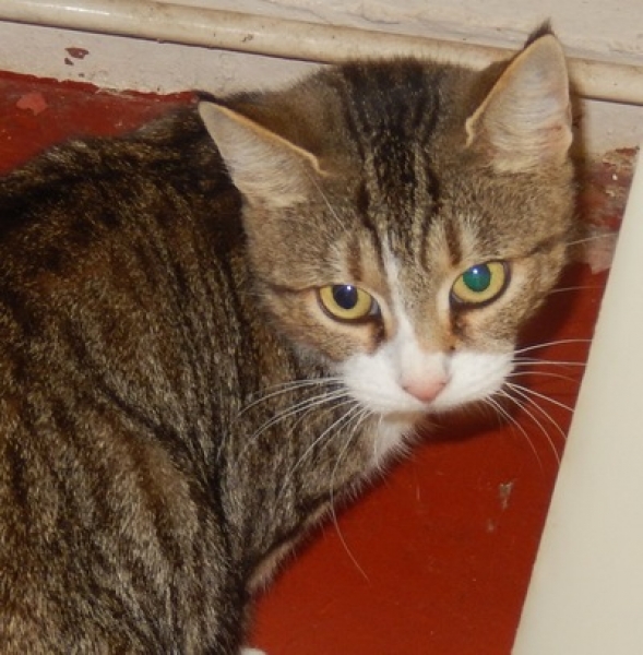 Cats & kittens - Welcome to Hounslow Animal Welfare Society